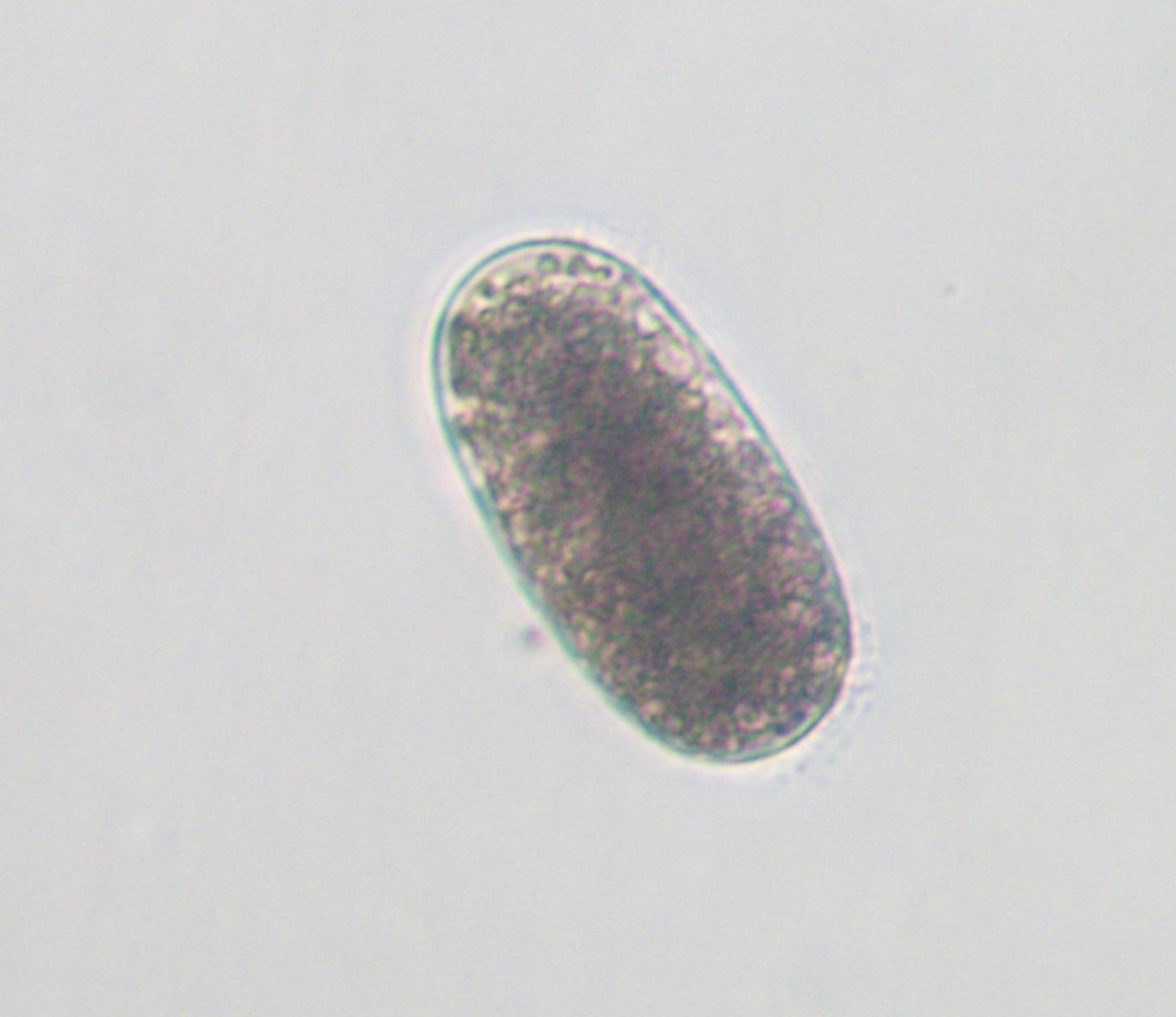 Root-Knot Nematode Biology | SweetARMOR