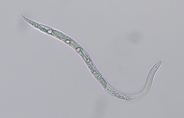 What is a Root-Knot Nematode? | SweetARMOR